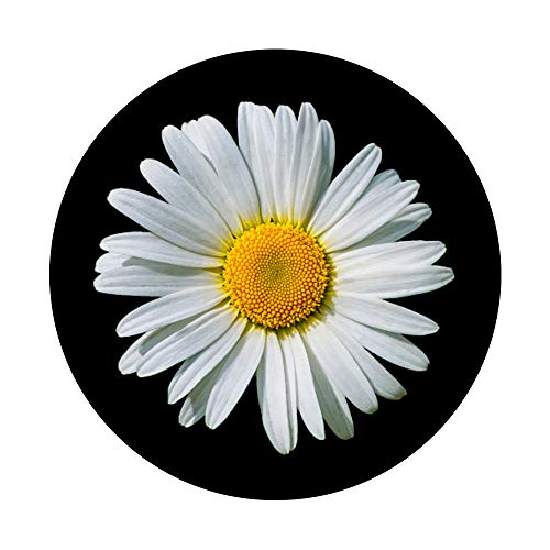 White Gerbera Daisy Flower Black Background PopSockets Swappable PopGrip