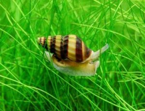 assassin snails - 10 pack