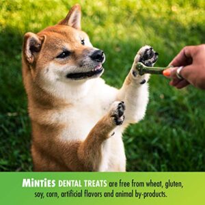 Minties VetIQ Dog Dental Bone Treats, Dental Chews for Medium/Large Dogs (Over 40 Lbs), 32 Ounces, Green, 40 Count