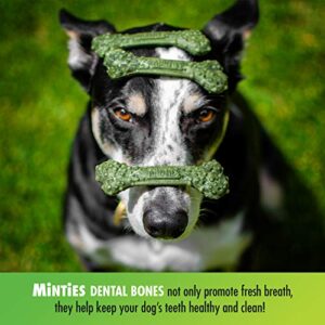 Minties VetIQ Dog Dental Bone Treats, Dental Chews for Medium/Large Dogs (Over 40 Lbs), 32 Ounces, Green, 40 Count