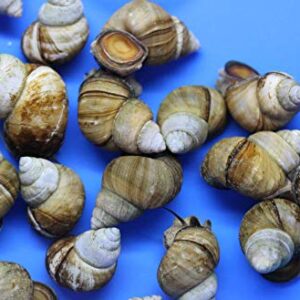 (10) Pack of Trapdoor Snails Live for Aquarium Pond or Fish Tank