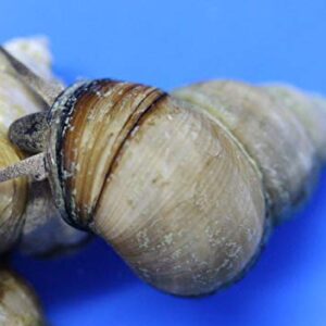 (10) Pack of Trapdoor Snails Live for Aquarium Pond or Fish Tank