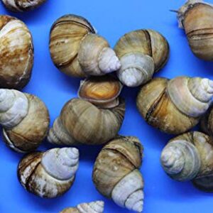 (10) Pack of Trapdoor Snails Live for Aquarium Pond or Fish Tank