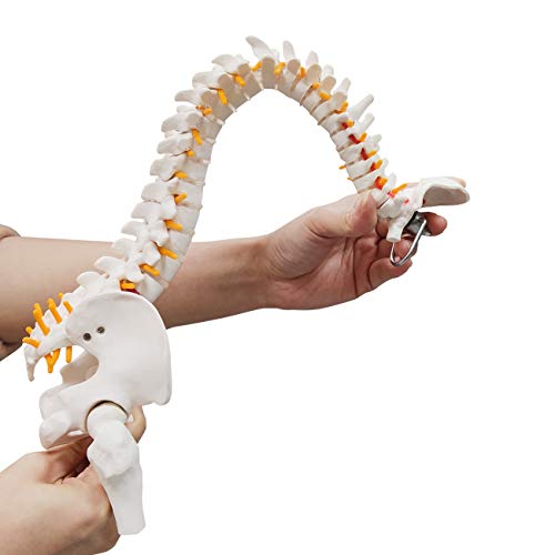 Ultrassist Miniature Human Spine Model, 15.5" Mini Flexible Bendable Spinal Cord with Herniated Disk, Nerves, Arteries, Pelvis and Femur Stumps, for Medical Students and Chiropractors, Includes Stand