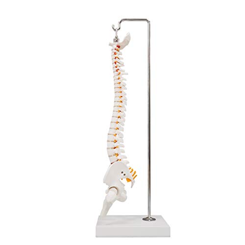 Ultrassist Miniature Human Spine Model, 15.5" Mini Flexible Bendable Spinal Cord with Herniated Disk, Nerves, Arteries, Pelvis and Femur Stumps, for Medical Students and Chiropractors, Includes Stand