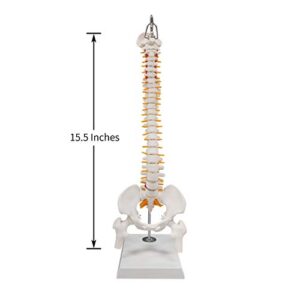 Ultrassist Miniature Human Spine Model, 15.5" Mini Flexible Bendable Spinal Cord with Herniated Disk, Nerves, Arteries, Pelvis and Femur Stumps, for Medical Students and Chiropractors, Includes Stand