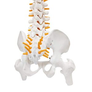 Ultrassist Miniature Human Spine Model, 15.5" Mini Flexible Bendable Spinal Cord with Herniated Disk, Nerves, Arteries, Pelvis and Femur Stumps, for Medical Students and Chiropractors, Includes Stand