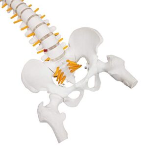 Ultrassist Miniature Human Spine Model, 15.5" Mini Flexible Bendable Spinal Cord with Herniated Disk, Nerves, Arteries, Pelvis and Femur Stumps, for Medical Students and Chiropractors, Includes Stand