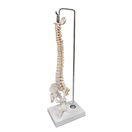 Ultrassist Miniature Human Spine Model, 15.5" Mini Flexible Bendable Spinal Cord with Herniated Disk, Nerves, Arteries, Pelvis and Femur Stumps, for Medical Students and Chiropractors, Includes Stand