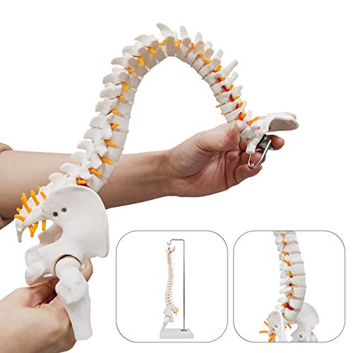 Ultrassist Miniature Human Spine Model, 15.5" Mini Flexible Bendable Spinal Cord with Herniated Disk, Nerves, Arteries, Pelvis and Femur Stumps, for Medical Students and Chiropractors, Includes Stand