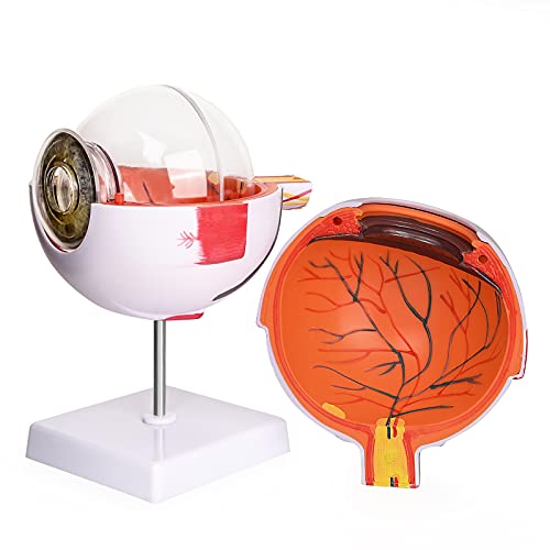 Ultrassist Human Eye Model 6X Enlarged with Removable Stand, Anatomical Eyeball Model for Science Classroom Study Display Medical Education