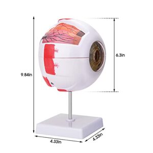 Ultrassist Human Eye Model 6X Enlarged with Removable Stand, Anatomical Eyeball Model for Science Classroom Study Display Medical Education