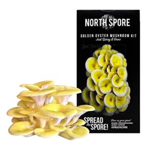 North Spore Organic Golden Oyster Mushroom Spray & Grow Kit (4 lbs) | USDA Certified Organic, Non-GMO, Beginner Friendly & Easy to Use | Grow Your Mushrooms at Home | Handmade in Maine, USA