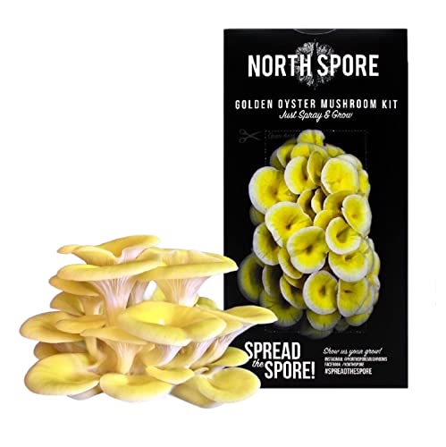 North Spore Organic Golden Oyster Mushroom Spray & Grow Kit (4 lbs) | USDA Certified Organic, Non-GMO, Beginner Friendly & Easy to Use | Grow Your Mushrooms at Home | Handmade in Maine, USA