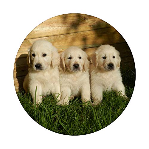 Golden Retriever Dog Gold Three Puppies PopSockets PopGrip: Swappable Grip for Phones & Tablets