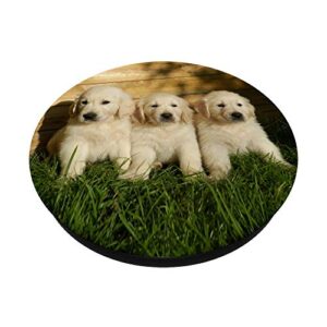 Golden Retriever Dog Gold Three Puppies PopSockets PopGrip: Swappable Grip for Phones & Tablets