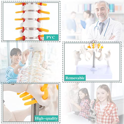 RONTEN Mini Spine Model, 15.5" Mini Vertebral Column Model Details Vertebrae, Spinal Nerves, Lumbar & Pelvis with Stand