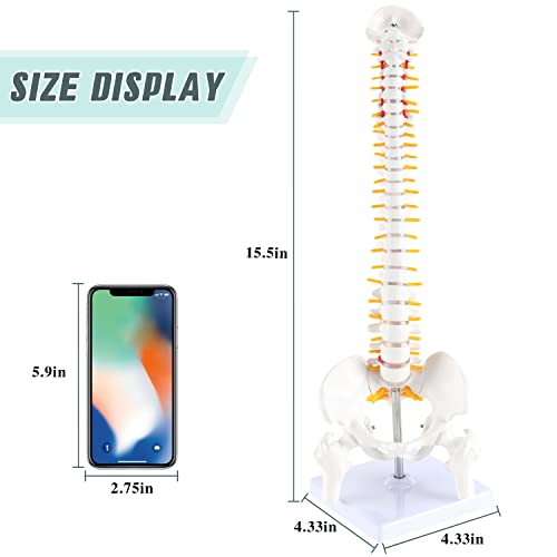 RONTEN Mini Spine Model, 15.5" Mini Vertebral Column Model Details Vertebrae, Spinal Nerves, Lumbar & Pelvis with Stand