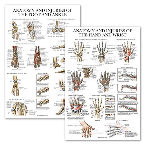 Palace Learning 2 Pack - Anatomy and Injuries of the Hand & Wrist + Anatomy and Injuries of the Foot & Ankle - Set of 2 Anatomical Charts - Laminated 18" x 24"