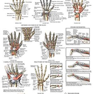 Palace Learning 2 Pack - Anatomy and Injuries of the Hand & Wrist + Anatomy and Injuries of the Foot & Ankle - Set of 2 Anatomical Charts - Laminated 18" x 24"