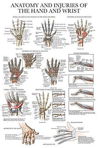 Palace Learning 2 Pack - Anatomy and Injuries of the Hand & Wrist + Anatomy and Injuries of the Foot & Ankle - Set of 2 Anatomical Charts - Laminated 18" x 24"