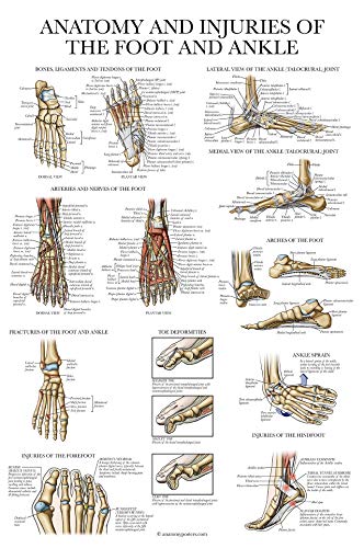 Palace Learning 2 Pack - Anatomy and Injuries of the Hand & Wrist + Anatomy and Injuries of the Foot & Ankle - Set of 2 Anatomical Charts - Laminated 18" x 24"