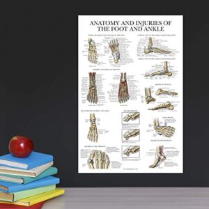 Palace Learning 2 Pack - Anatomy and Injuries of the Hand & Wrist + Anatomy and Injuries of the Foot & Ankle - Set of 2 Anatomical Charts - Laminated 18" x 24"