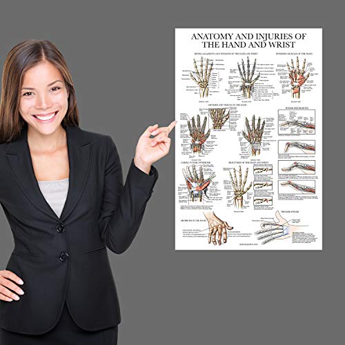 Palace Learning 2 Pack - Anatomy and Injuries of the Hand & Wrist + Anatomy and Injuries of the Foot & Ankle - Set of 2 Anatomical Charts - Laminated 18" x 24"