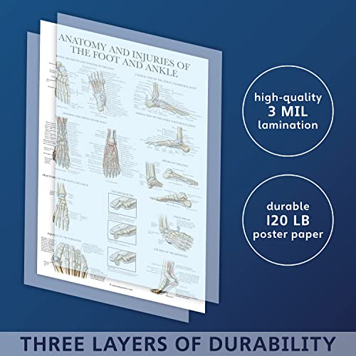 Palace Learning 2 Pack - Anatomy and Injuries of the Hand & Wrist + Anatomy and Injuries of the Foot & Ankle - Set of 2 Anatomical Charts - Laminated 18" x 24"