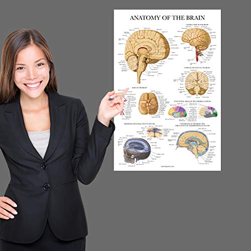 Palace Learning Brain Anatomy Poster - Laminated - Anatomical Chart of the Human Brain