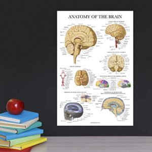 Palace Learning Brain Anatomy Poster - Laminated - Anatomical Chart of the Human Brain