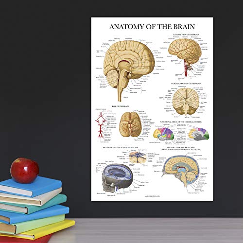 Palace Learning Brain Anatomy Poster - Laminated - Anatomical Chart of the Human Brain