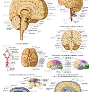 Palace Learning Brain Anatomy Poster - Laminated - Anatomical Chart of the Human Brain