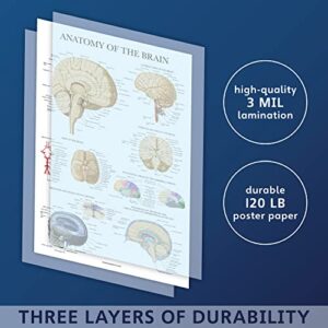 Palace Learning Brain Anatomy Poster - Laminated - Anatomical Chart of the Human Brain