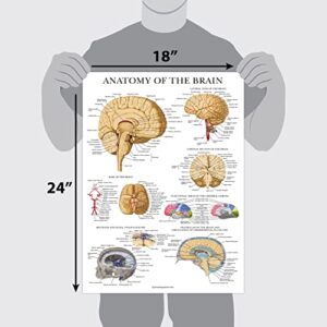 Palace Learning Brain Anatomy Poster - Laminated - Anatomical Chart of the Human Brain