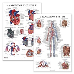 palace learning 2 pack - circulatory system & heart anatomy posters - set of 2 anatomical charts - laminated 18" x 24"