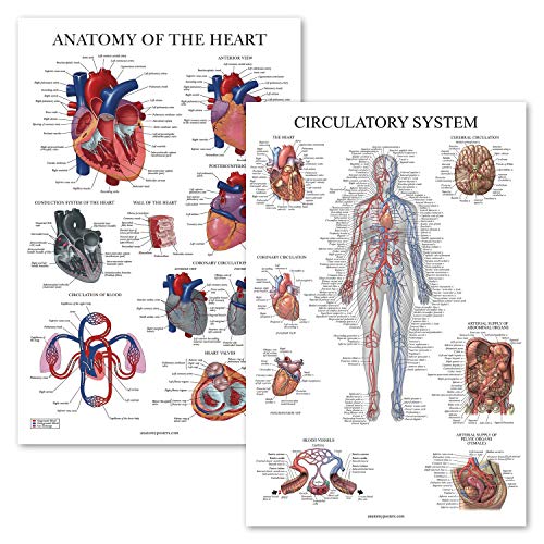 Palace Learning 2 Pack - Circulatory System & Heart Anatomy Posters - Set of 2 Anatomical Charts - Laminated 18" x 24"