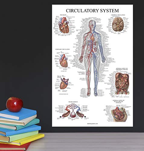 Palace Learning 2 Pack - Circulatory System & Heart Anatomy Posters - Set of 2 Anatomical Charts - Laminated 18" x 24"