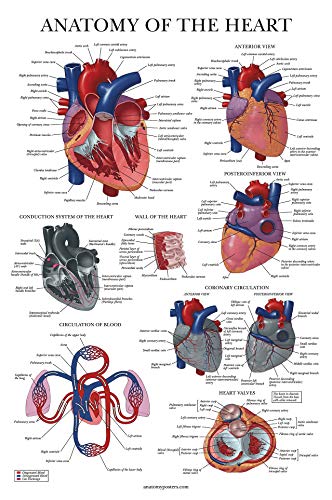 Palace Learning 2 Pack - Circulatory System & Heart Anatomy Posters - Set of 2 Anatomical Charts - Laminated 18" x 24"