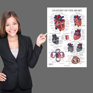 Palace Learning 2 Pack - Circulatory System & Heart Anatomy Posters - Set of 2 Anatomical Charts - Laminated 18" x 24"