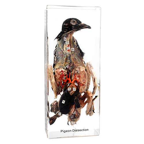 Pigeon Dissection in Acrylic Display Science Classroom Specimen for Science Education Animal Specimen