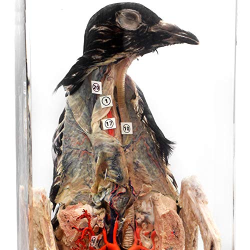 Pigeon Dissection in Acrylic Display Science Classroom Specimen for Science Education Animal Specimen