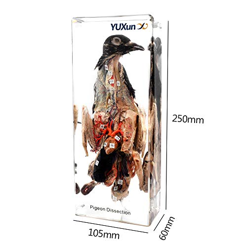 Pigeon Dissection in Acrylic Display Science Classroom Specimen for Science Education Animal Specimen