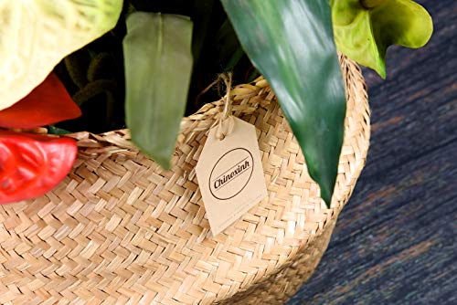 Chinoxinh Seagrass Woven Belly Basket with Handles - Multipurpose Handmade Wicker Rural Storage for Plant, Pot Decor, Laundry, Clothes, Blanket, Grocery and Outdoor Picnic (Original XXX-Large 14x16in)