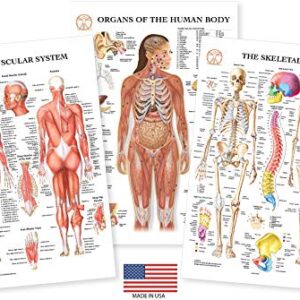 Human Body Anatomy Laminated 3 Poster Set Includes Skeletal System Muscular System and Organs of the Human Body Medical Charts Nursing Medical Student Gifts 13"x19" Professional