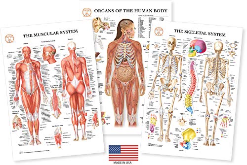 Human Body Anatomy Laminated 3 Poster Set Includes Skeletal System Muscular System and Organs of the Human Body Medical Charts Nursing Medical Student Gifts 13"x19" Professional