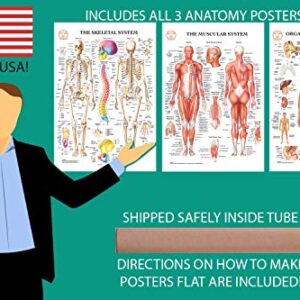 Human Body Anatomy Laminated 3 Poster Set Includes Skeletal System Muscular System and Organs of the Human Body Medical Charts Nursing Medical Student Gifts 13"x19" Professional