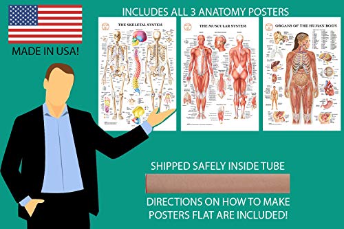 Human Body Anatomy Laminated 3 Poster Set Includes Skeletal System Muscular System and Organs of the Human Body Medical Charts Nursing Medical Student Gifts 13"x19" Professional