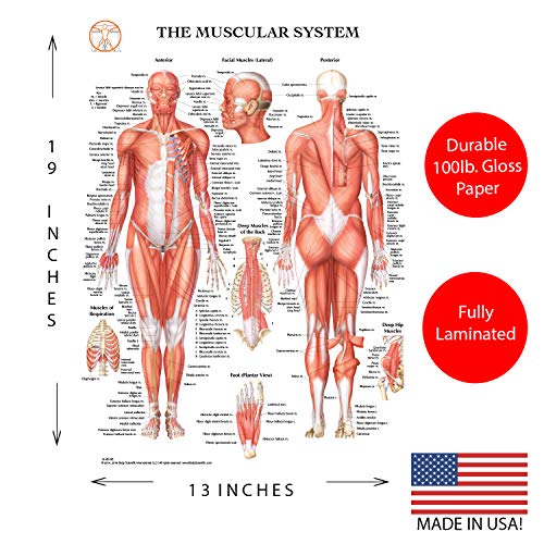 Human Body Anatomy Laminated 3 Poster Set Includes Skeletal System Muscular System and Organs of the Human Body Medical Charts Nursing Medical Student Gifts 13"x19" Professional