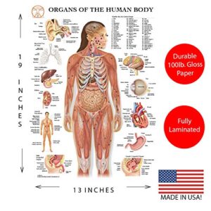 Human Body Anatomy Laminated 3 Poster Set Includes Skeletal System Muscular System and Organs of the Human Body Medical Charts Nursing Medical Student Gifts 13"x19" Professional